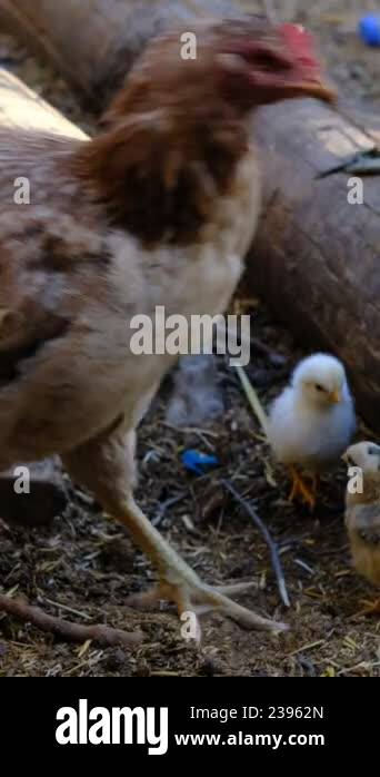Eating corn chick chicken, baby chicks walking with mother, sweet ...