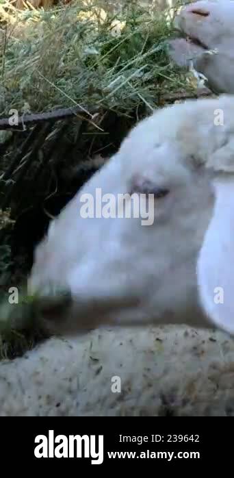 Grass-eating sheep lamb, agriculture and livestock, lambs eating fodder ...
