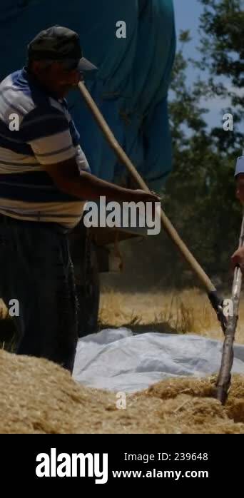 Man working in throwing hay, workers in the hay collection business ...