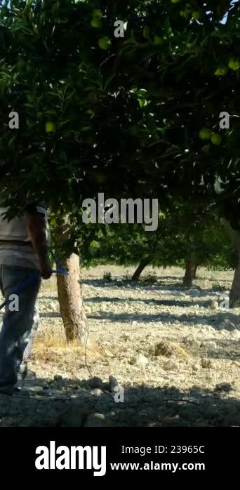 old farmer throwing medicine in the garden, horticultural care, spraying green trees, man ...