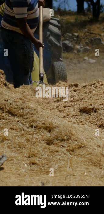 Farmer family throwing hay with pitchfork, workers in the hay ...