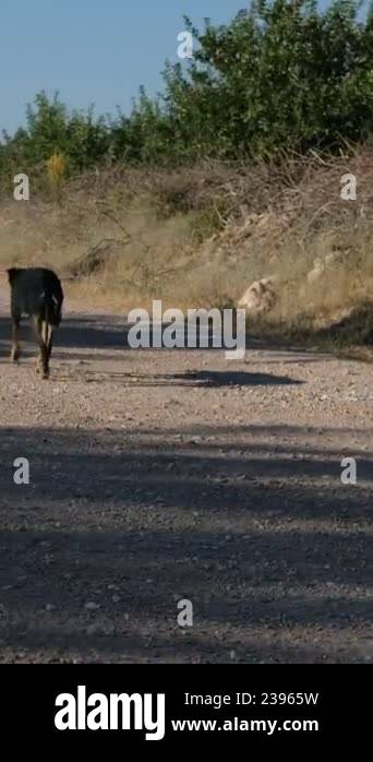 Dog walking empty field, black shepherd dog walking on dirt road, herd ...