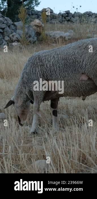 grazing alone roam, woolly lambs roam together, animals produced for ...