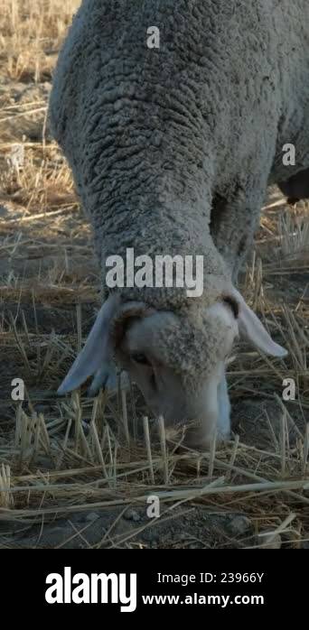 Sheep grazing pasture videos, animals produced for meat, white sweet ...