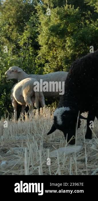 animals on the farmland, grazing animals, woolly lambs roam together ...