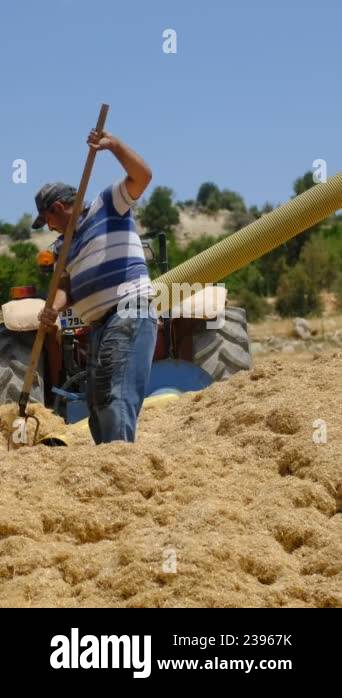 workers in the hay collection business, tidying up a pile of yellow ...
