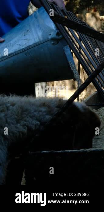 Sheep Eating Hay Animal Farm, giving feed in the sheep barn, meat and ...