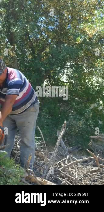 Man cutting wood with saw, destroy the forest, cutting tree branches ...