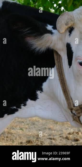 Cow-loving man, man showing love to the calf, human-animal friendship ...