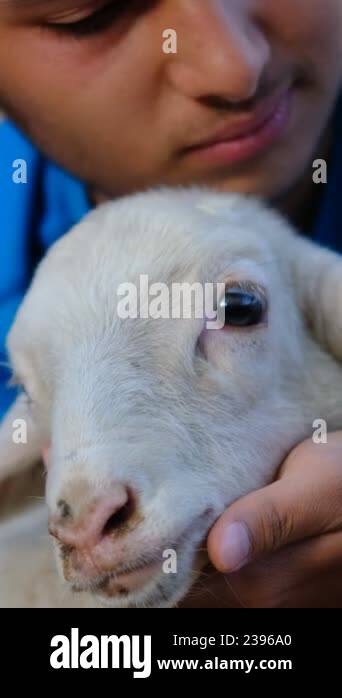 Animal Frendship, Shepherd looking after lamb , sweet little white lamb ...