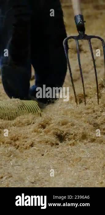 working with pitchfork, agricultural tools,, workers in the hay ...