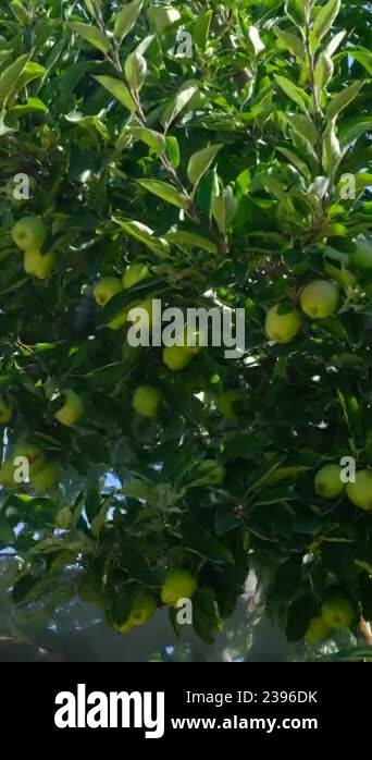 Horticultural trees Stock Videos & Footage - HD and 4K Video Clips - Alamy