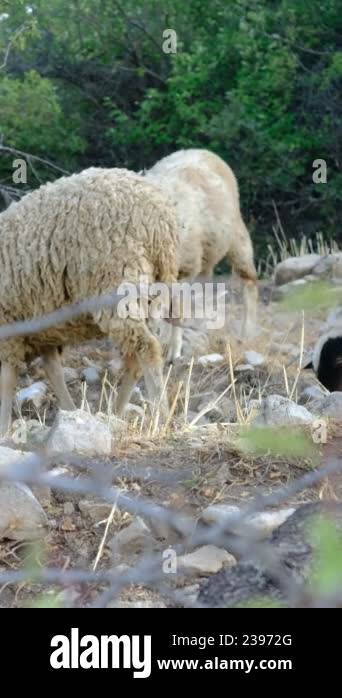 Grazing black sheep ,flock of woolly sheep eating forage on the mountain, agriculture and ...