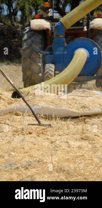 Two Mens picking hay with pitchfork,workers in the hay collection ...