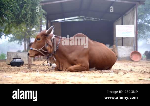 Dairy cows on the farm, A cow resting and ruminating in a steppe area ...