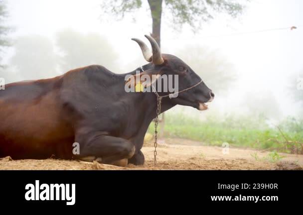 Dairy cows on the farm, A cow resting and ruminating in a steppe area ...