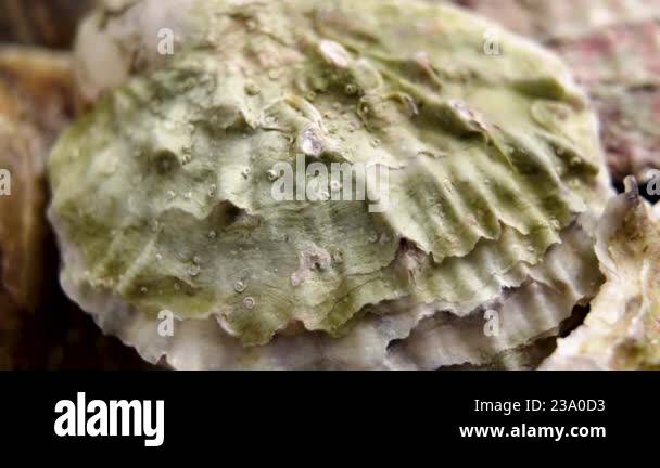 Oysters natural texture Stock Videos & Footage - HD and 4K Video Clips ...