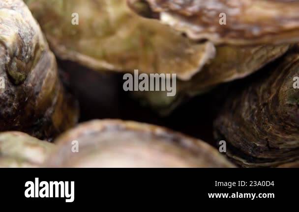 Hand places a whole closed organic oyster with textured shell in a pile ...