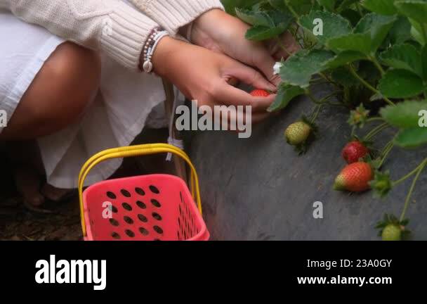 Close-up of a womans hand picking fresh strawberries from a plantation ...