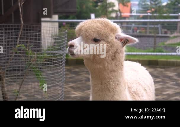 Close-up portrait of cute fluffy white alpaca on a farm in the ...