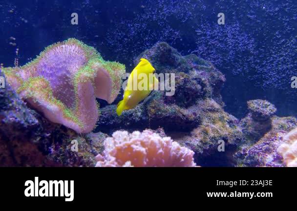 a yellow Zebrasoma flavescens dig food in the coral reef in aquarium ...