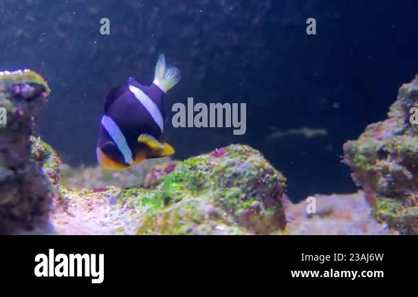 a black and yellow clownfish dig food in the coral in aquarium Stock ...