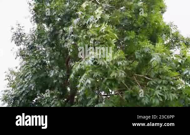 Video, Main part of the The Fairy Falls, called Rhaeadr y Tylwyth Teg ...