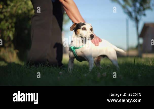 Small Jack Russell Terrier on a leash outdoors, being gently handled by ...