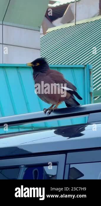 Small bird perching on the roof of parked car. Wild dark fowl sitting ...