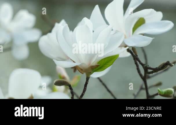 Beautiful white magnolia flowers move in the wind slow motion close up ...