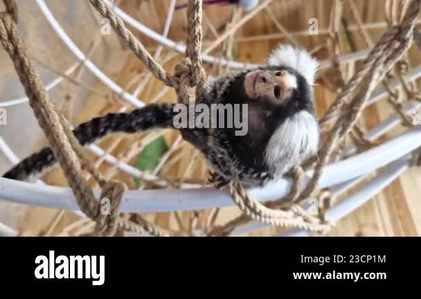 Kyiv, Ukraine - May 22, 2024: Monkey in a petting zoo. Callithrix ...