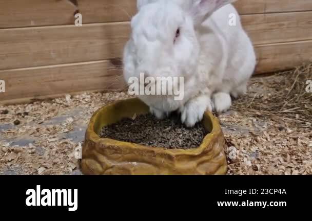 Large domestic rabbits. Farm, household, breeding rabbits in an ...