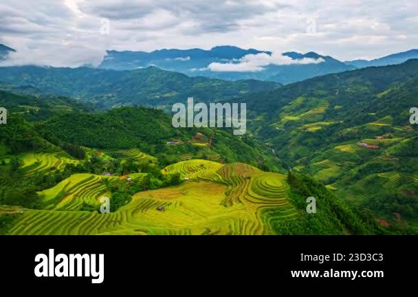 A view from above of golden-yellow rice fields planted in terraced rows ...