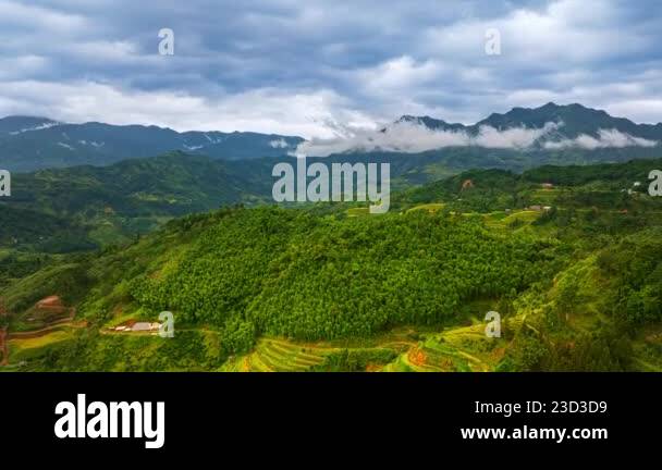 A view from above of golden-yellow rice fields planted in terraced rows ...