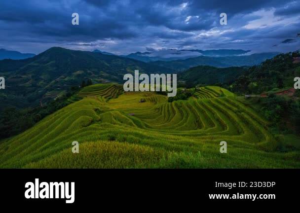 An aerial view of vibrant golden rice terraces curving across the hills ...