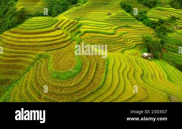 A view from above of golden-yellow rice fields planted in terraced rows ...