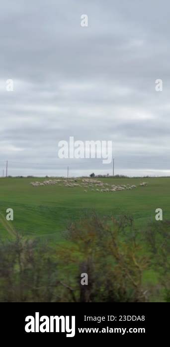 A peaceful green field with a flock of sheep grazing under a cloudy sky ...