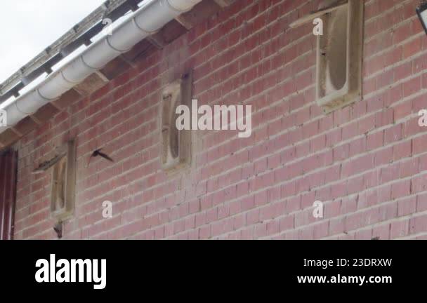 Common house martin birds flying to their nest under the rooftop and ...