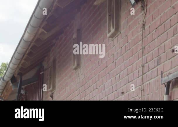 Common house martin birds flying to their nest under the rooftop and ...