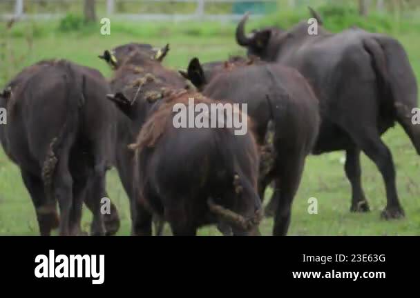 A herd of black and brown wild animals are running through a field. The ...