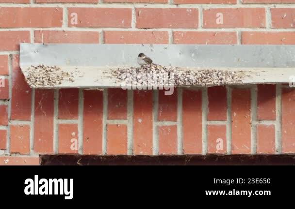 Bird and feeder Stock Videos & Footage - HD and 4K Video Clips - Alamy