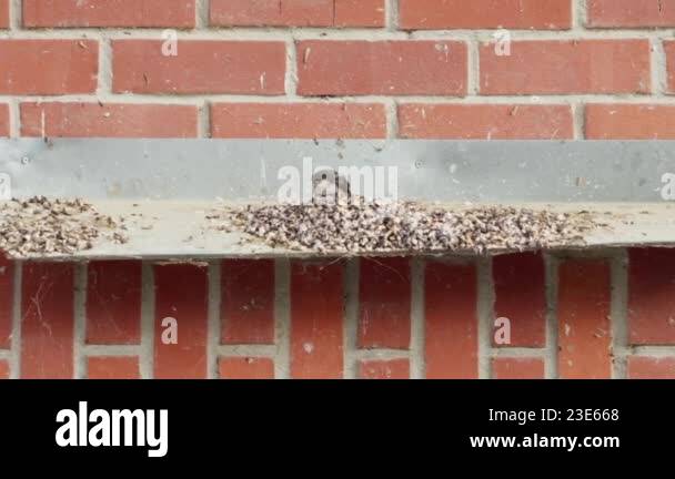 A bird is sitting on a ledge next to a pile of bird seed. The bird is ...