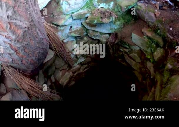 Where grew the tree Stock Videos & Footage - HD and 4K Video Clips - Alamy