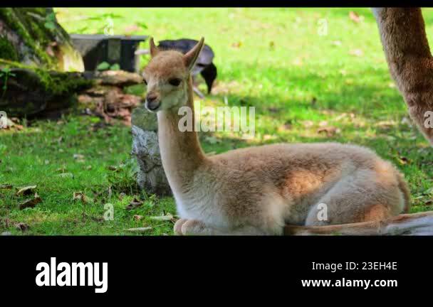 Baby Vicuna, Vicugna Vicugna, relatives of the llama which live in the ...