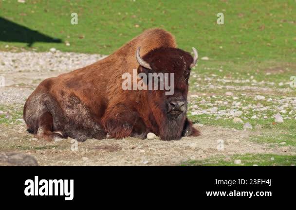 The American bison or simply bison, also commonly known as the American ...