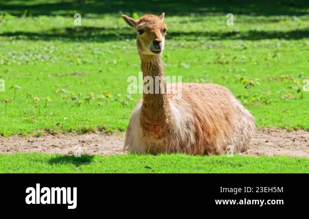 Baby Vicuna, Vicugna Vicugna, relatives of the llama which live in the ...