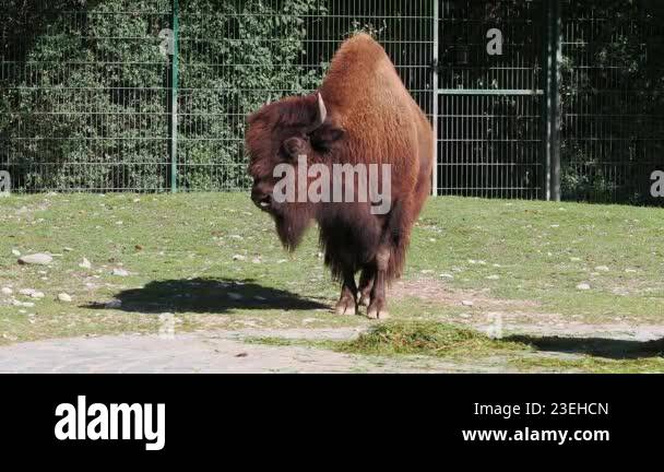 The American bison or simply bison, also commonly known as the American ...