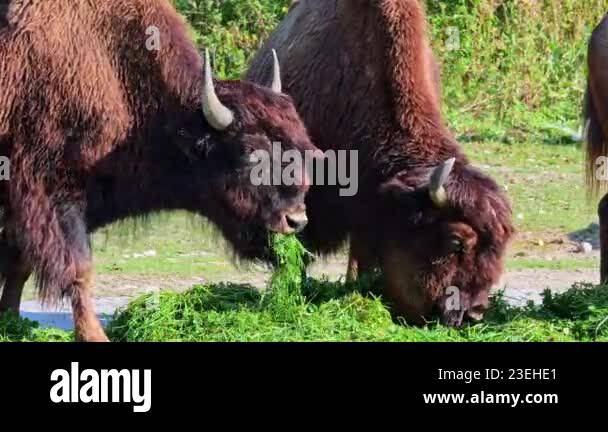The American bison or simply bison, also commonly known as the American ...