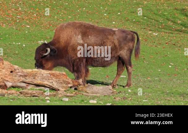 The American bison or simply bison, also commonly known as the American ...