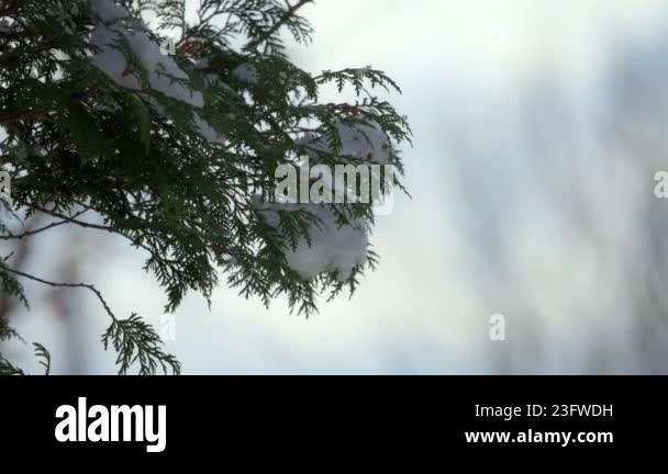 Snow covered tree branches swaying in the wind on a sunny winter day ...